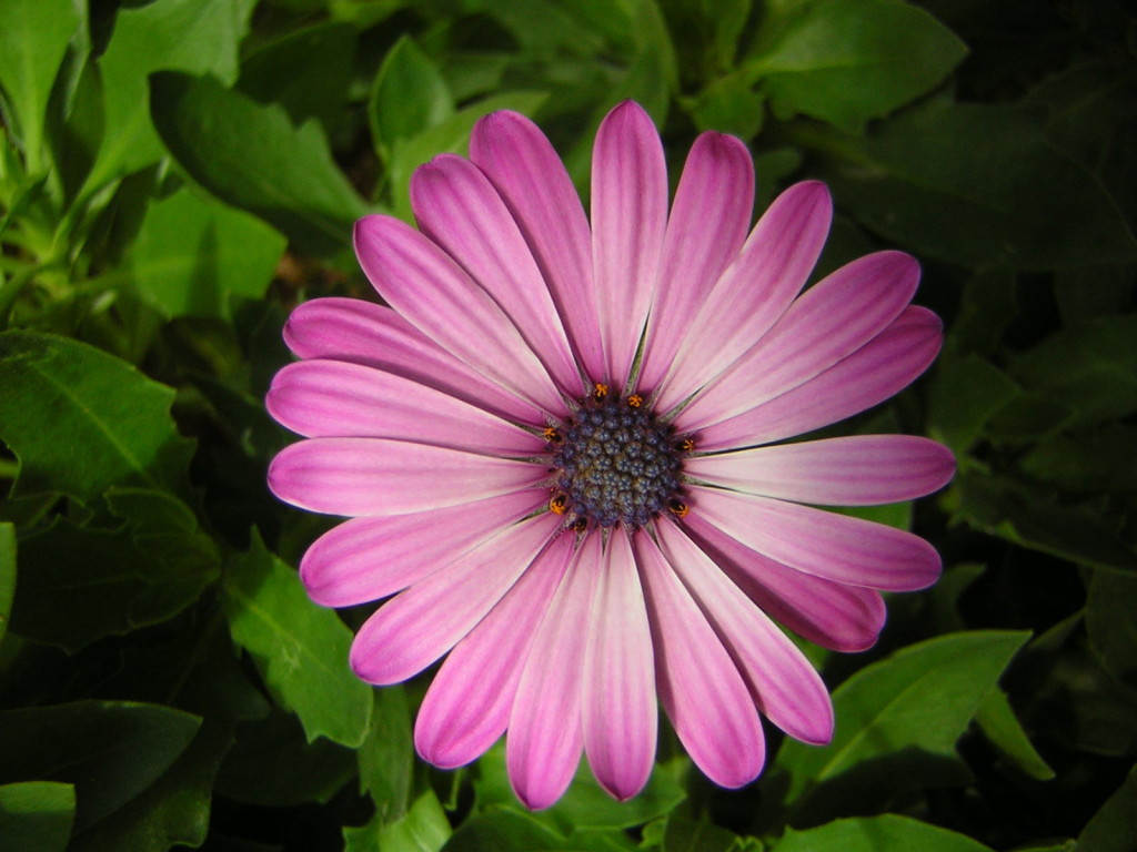 my_flower_by_adaae_stock - ASETHaarlem my_flower_by_adaae_stock - ASETHaarlem